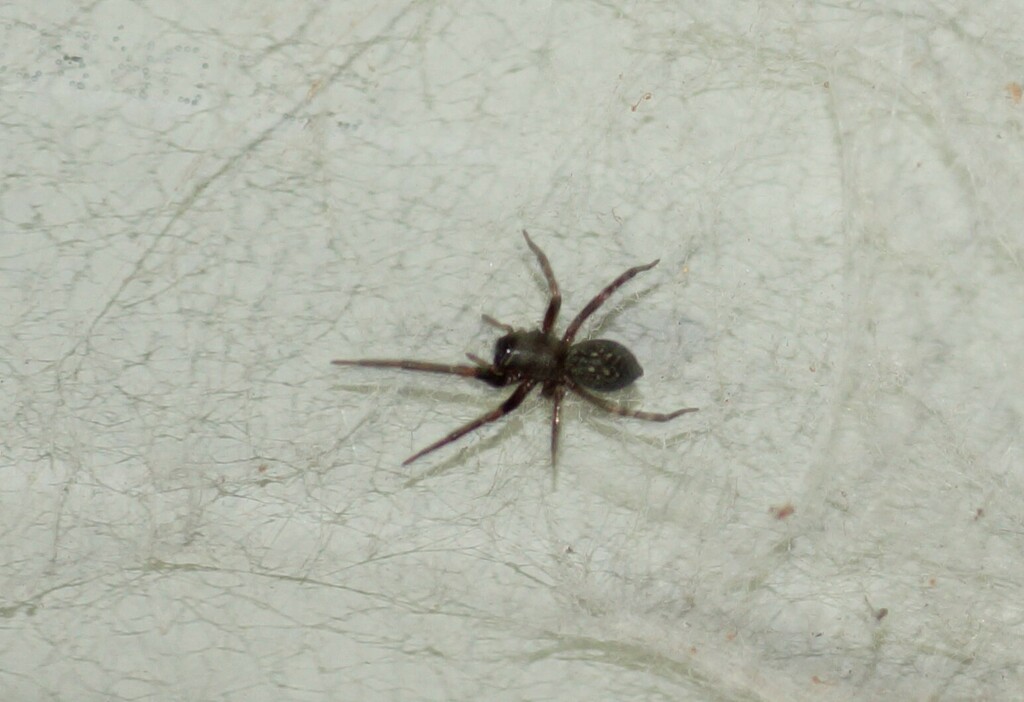 House Spiders from Geelong VIC, Australia on October 31, 2022 at 08:53 ...