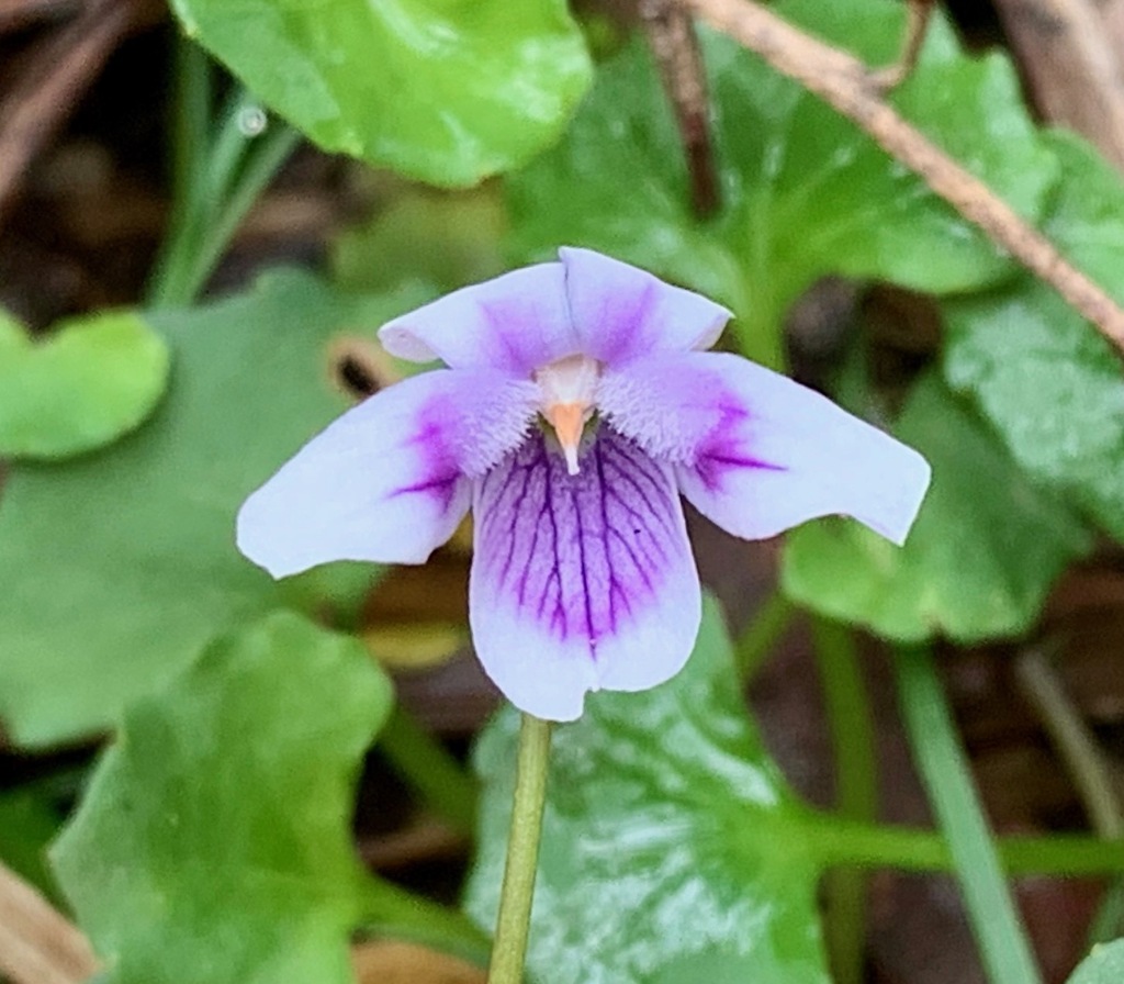 Ivy Leaved Violet from Melbourne VIC, Australia on November 3, 2022 at ...