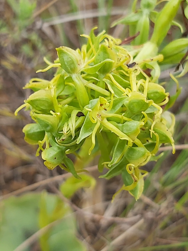 Rock Ghost Orchid from Zwelibomvu, Mangangeni, 3614, South Africa on ...