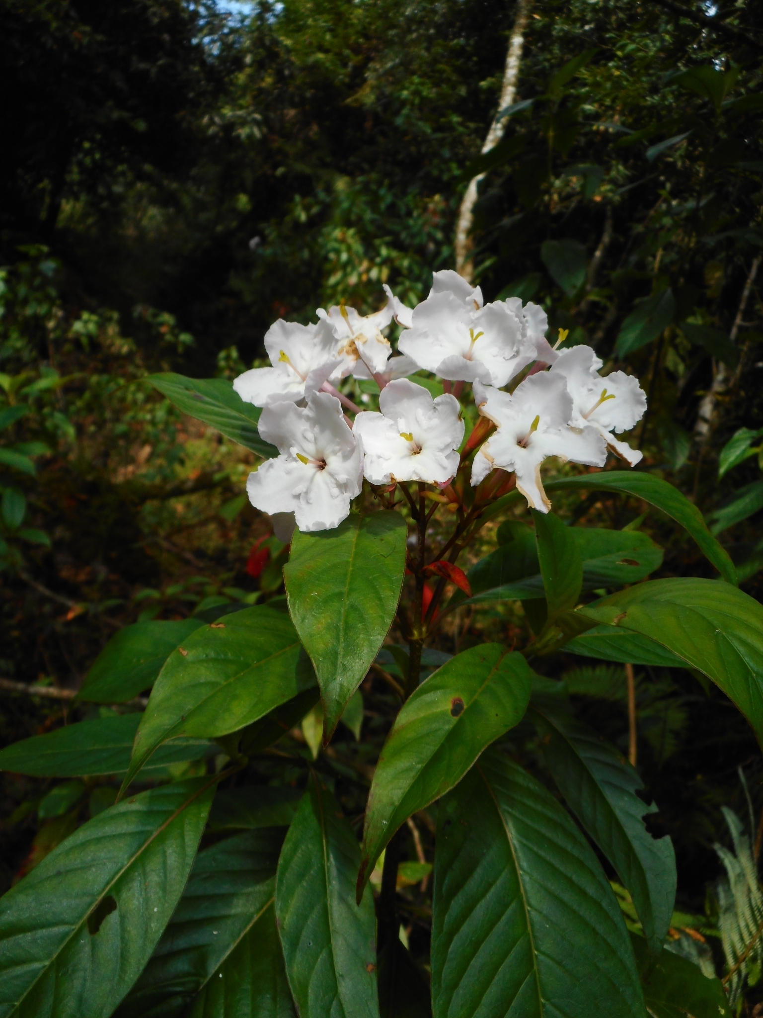 Luculia gratissima (Wall.) Sweet