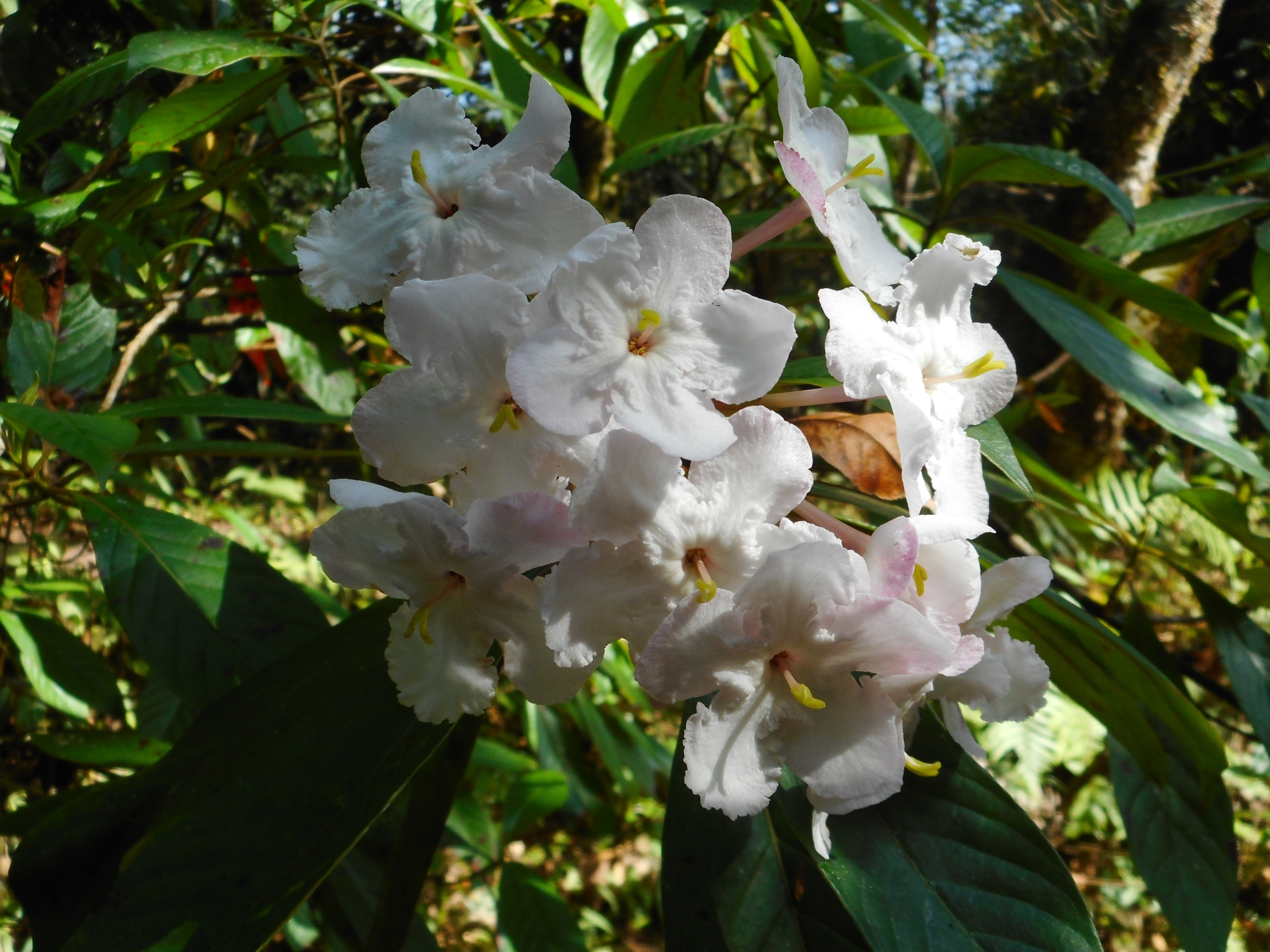 Luculia gratissima (Wall.) Sweet