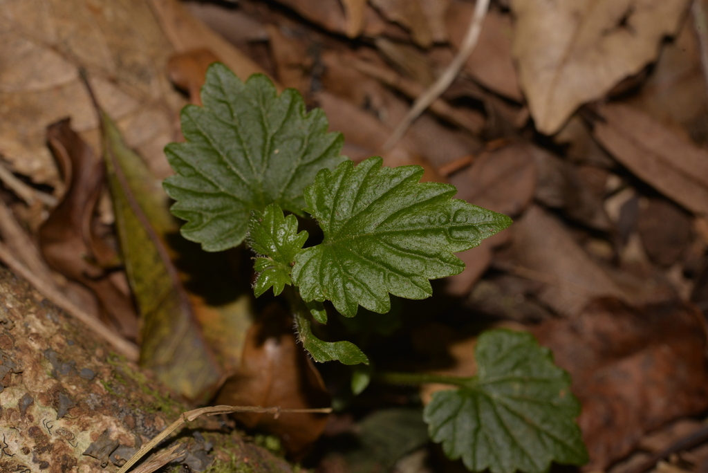 forest lobelia from Dorrigo, Dorrigo National Park, Bellingen, New ...