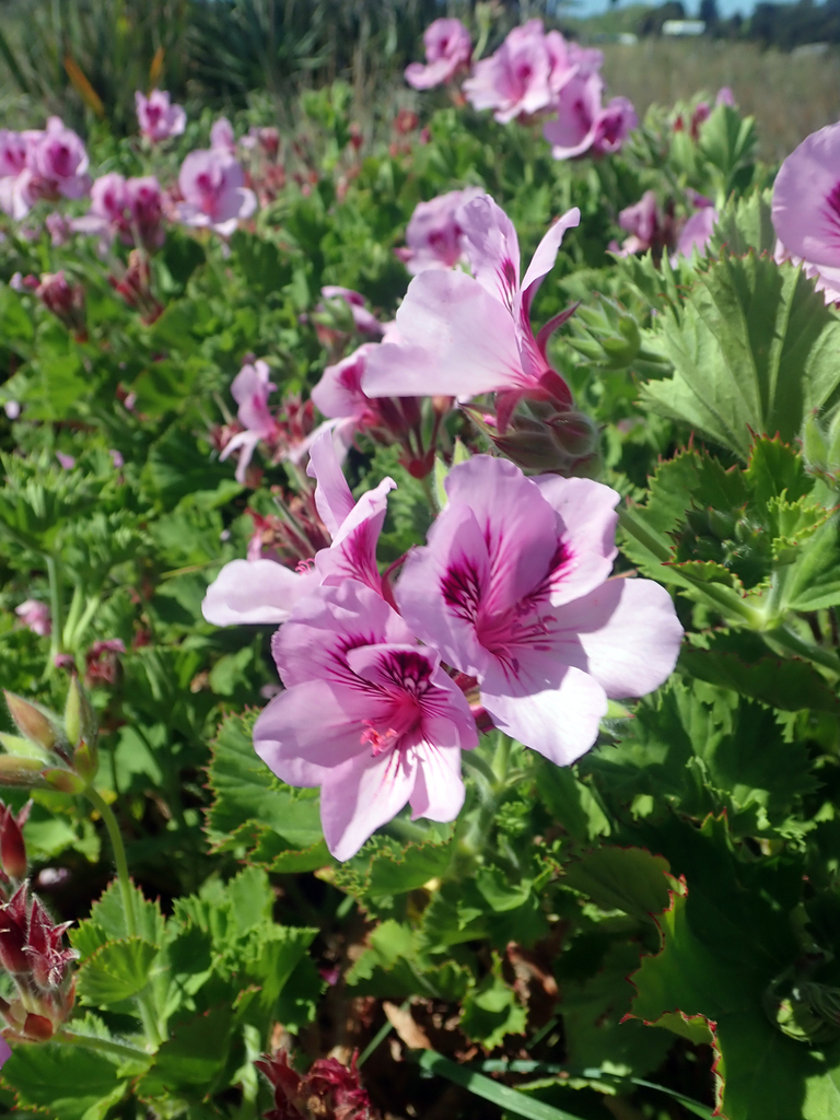 wild mallow from Māhia, Mahanga Beach on November 02, 2022 at 02:58 PM ...
