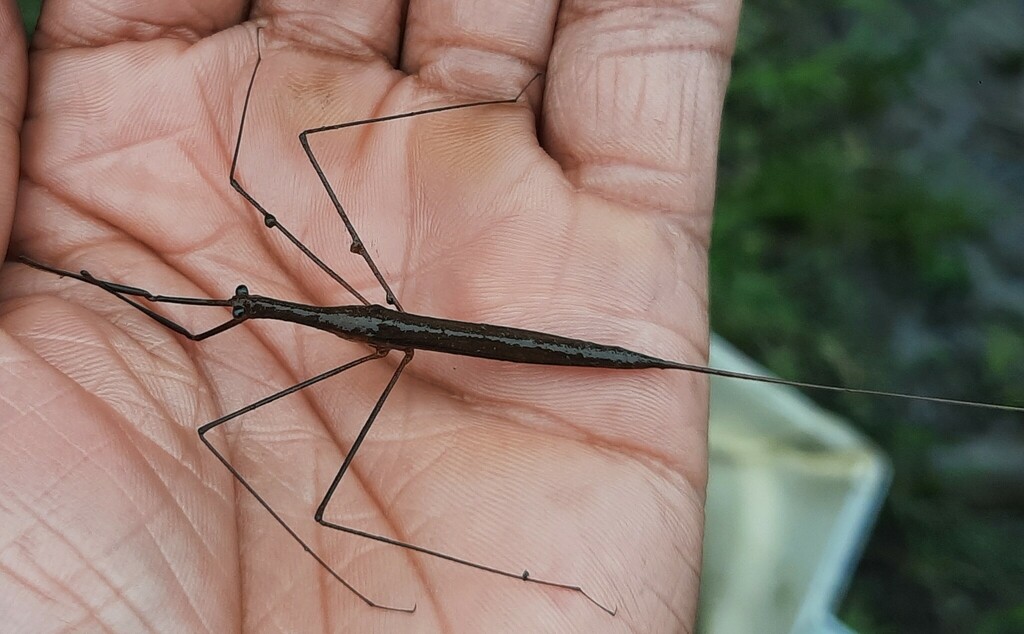 Ranatra from Maluti NU, 4743, South Africa on October 31, 2022 at 10:53 ...