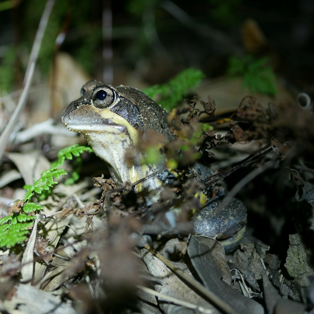 Northern Banjo Frog in February 2022 by bushreader. On top of ...