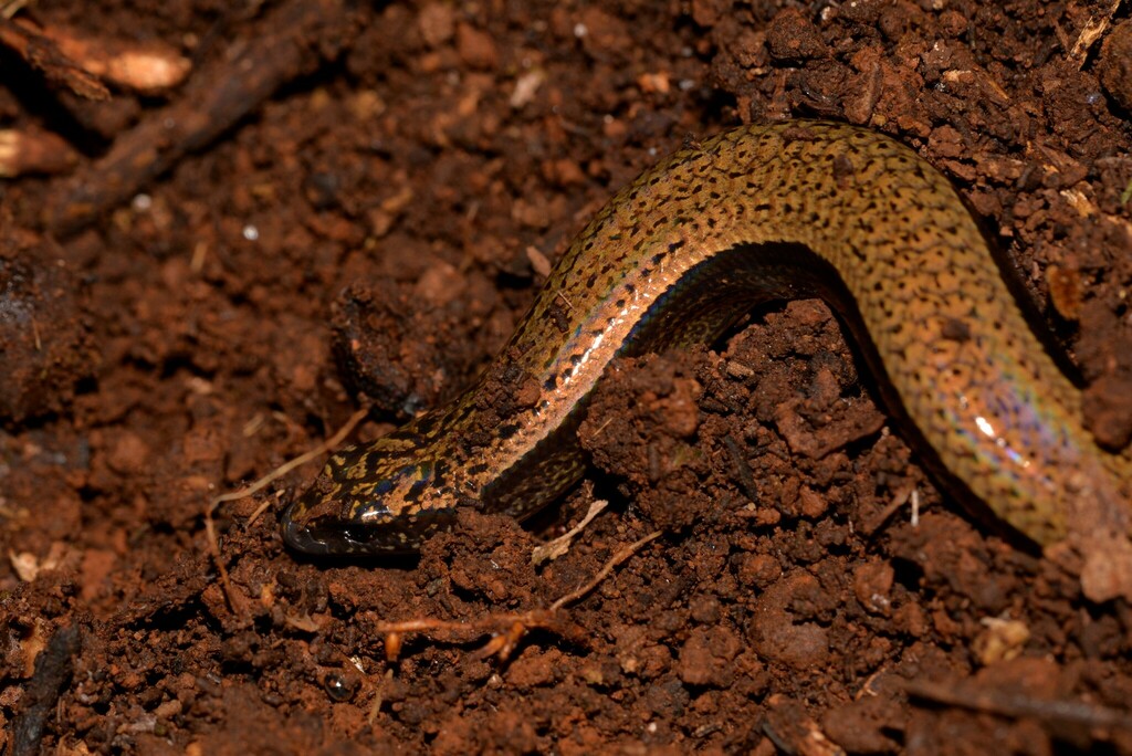 Yellow-bellied Three-toed Skink from Dorrigo Mountain NSW 2453 ...