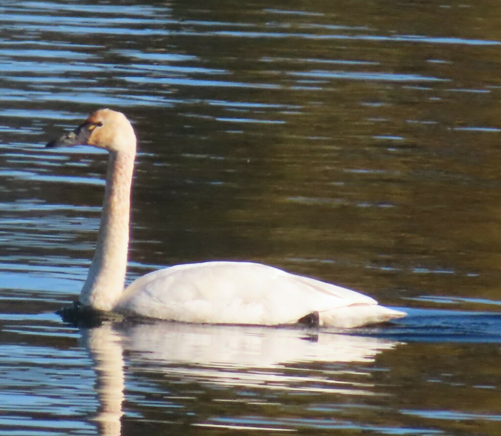 Tundra Swan from Comox Valley, BC, Canada on November 02, 2022 at 02:30 ...