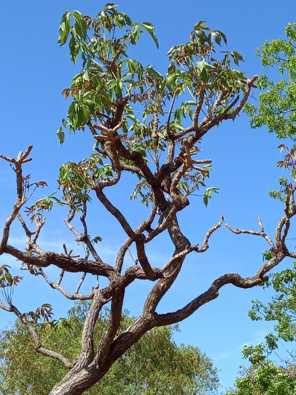 Cussonia arborea Hochst. ex A.Rich.