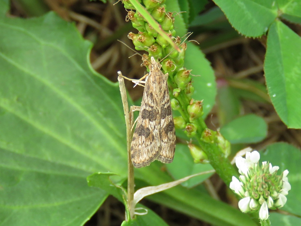 Lucerne Moth in July 2017 by Josh Emm · iNaturalist