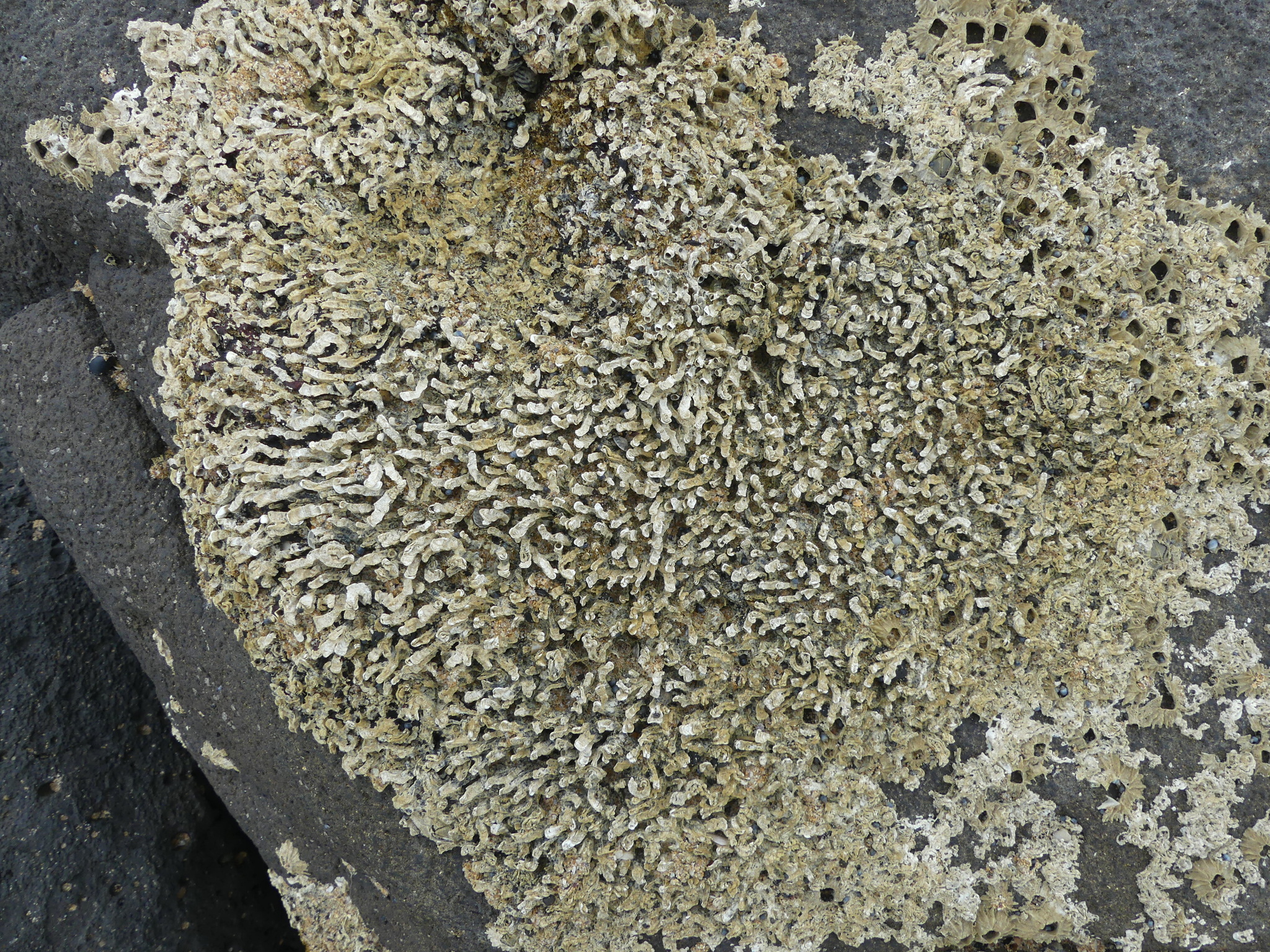 Galeolaria caespitosa Lamarck, 1818