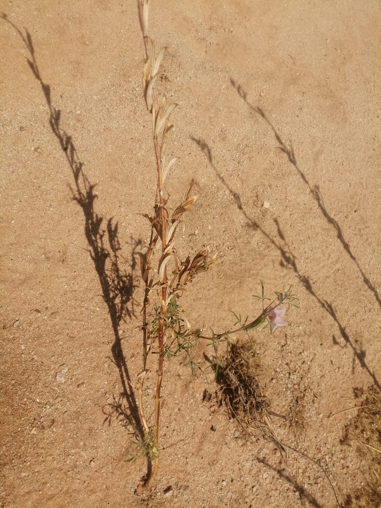 Wild Sesame from Erongo Region, Namibia on October 31, 2022 at 10:48 AM ...