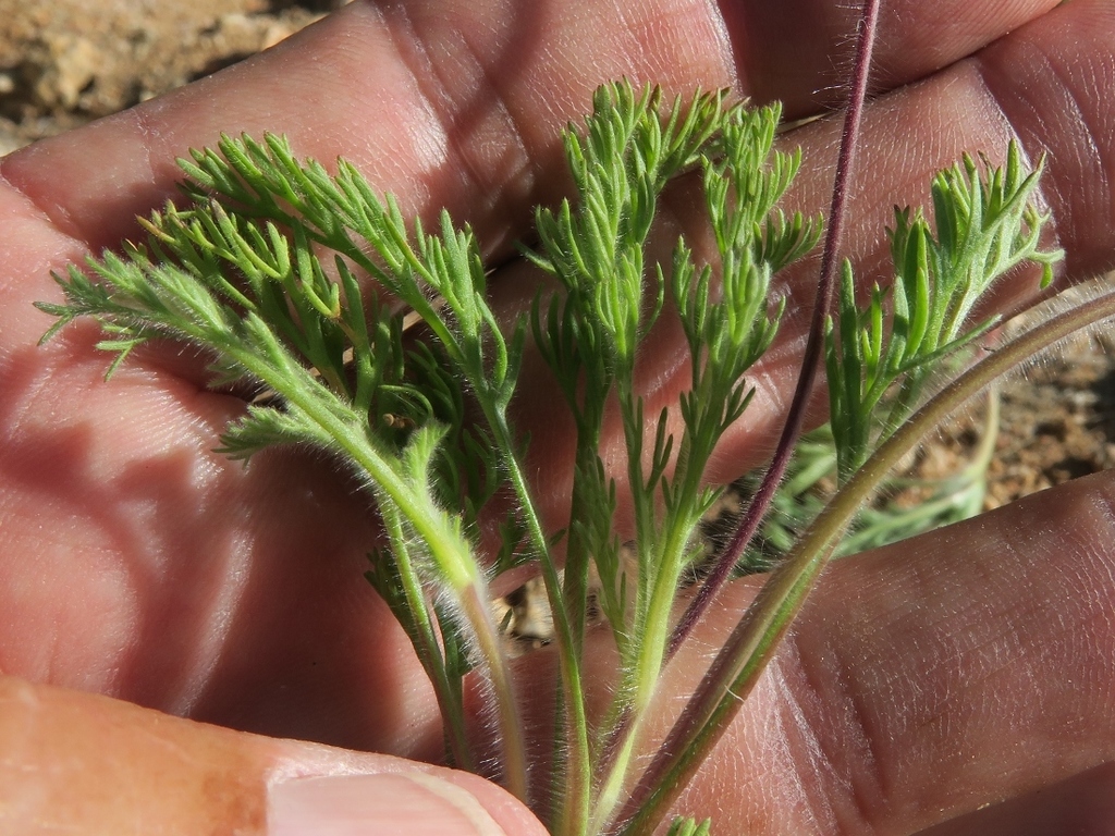 Large Buttons (Cotula microglossa) - Botanical Realm