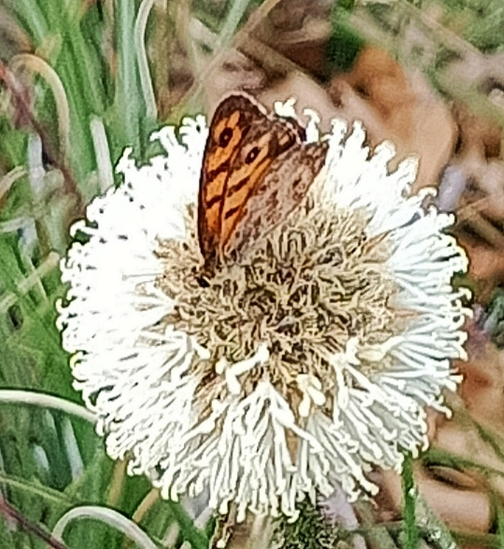 Geitoneura from West Coolup WA 6214, Australia on November 03, 2022 at ...