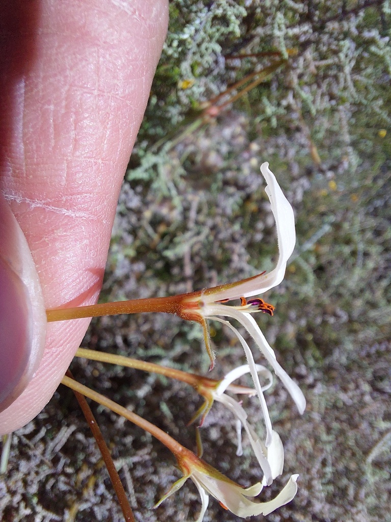 Long Storksbill from Cape Winelands District Municipality, South Africa ...