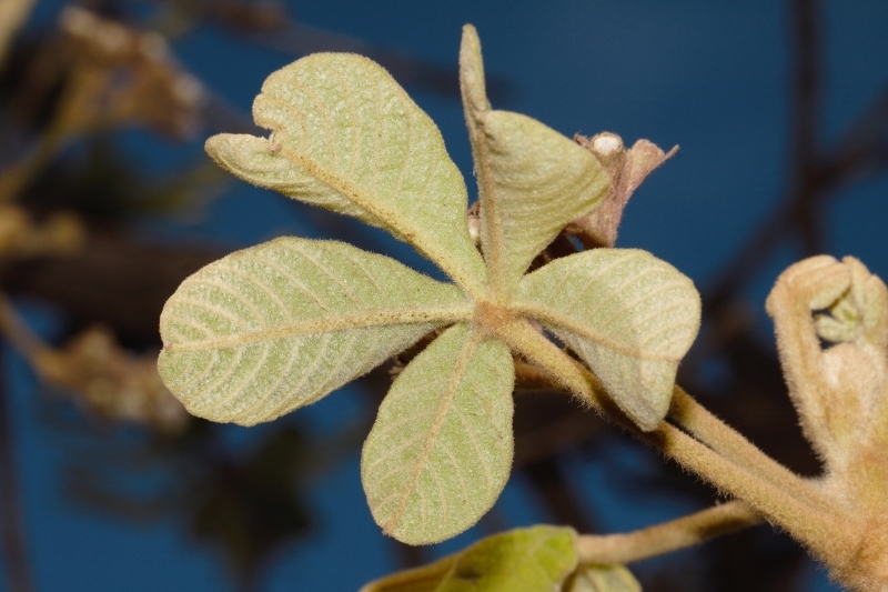 Vitex payos (Lour.) Merr.