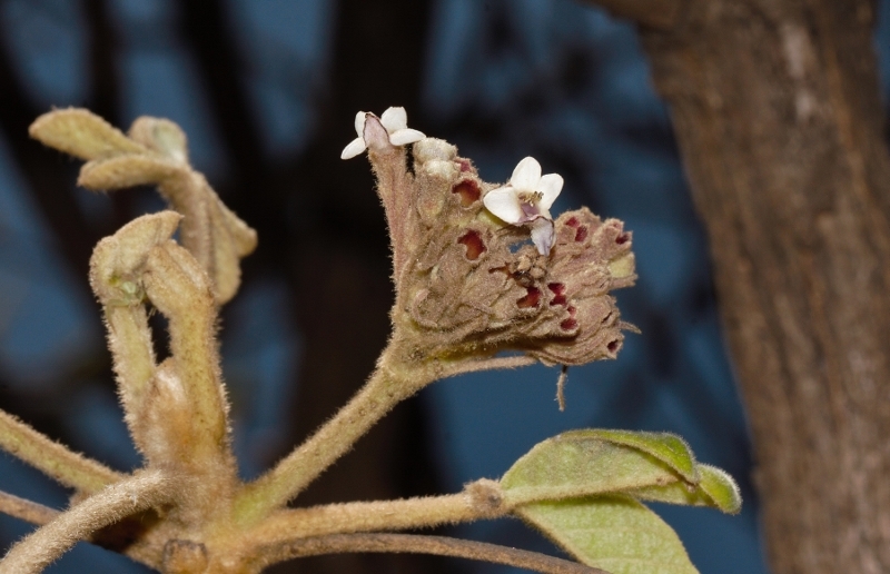 Vitex payos (Lour.) Merr.
