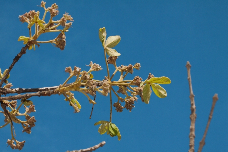 Vitex payos (Lour.) Merr.