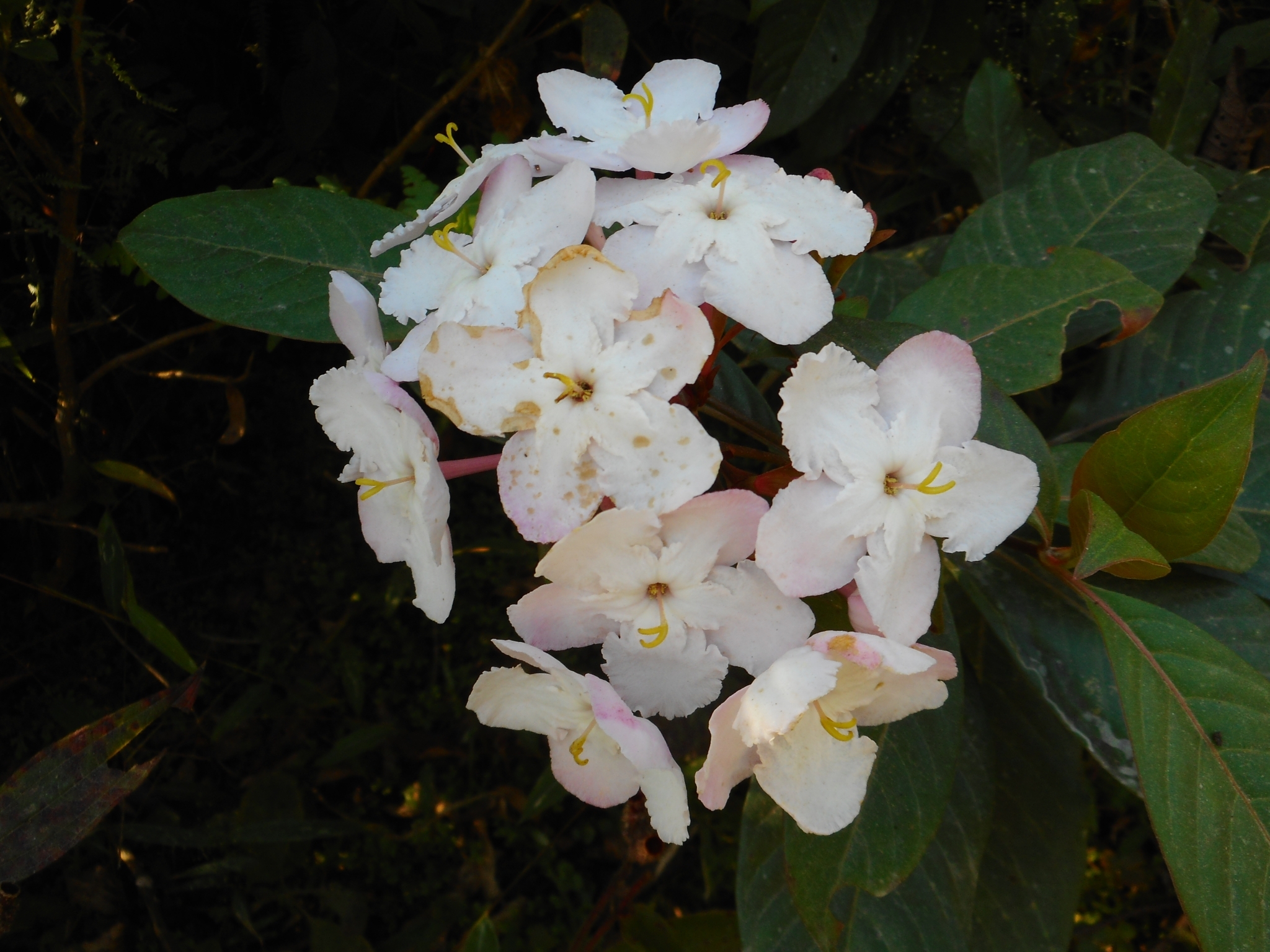 Luculia gratissima (Wall.) Sweet