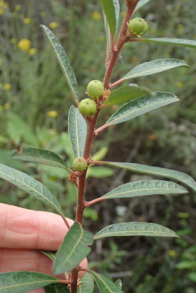 Cluts (Clutia) - Botanical Realm