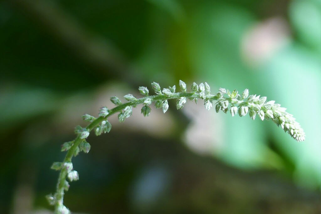 Cyathula prostrata from RW8F+PJ9, Suthep, Mueang Chiang Mai District ...