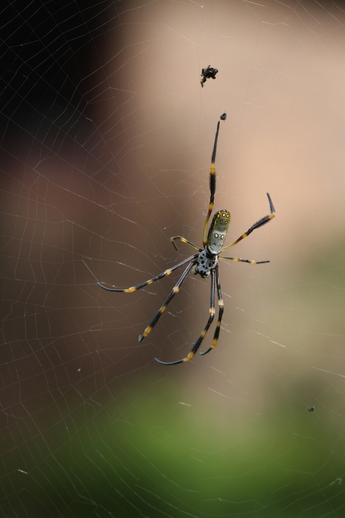 Tiger Spider from Sydney NSW, Australia on January 23, 2008 at 09:46 AM ...