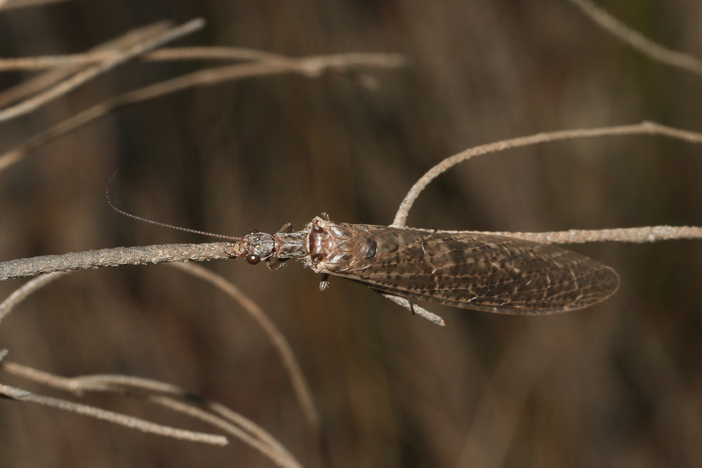 Cape Fishfly from Helderberg Rural, Sir Lowry's Pass, 7135, South ...