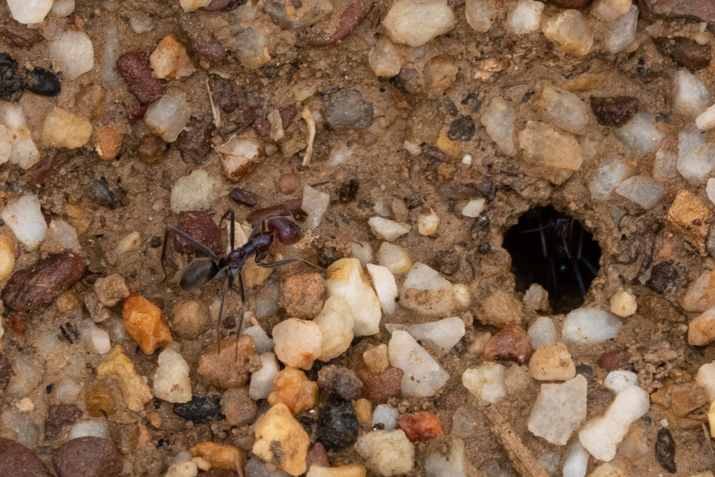 Southern Meat Ant from Castlemaine VIC, Australia on October 28, 2022 ...