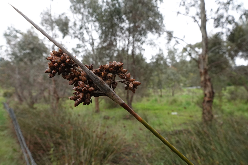 spiny rush from Castlemaine VIC, Australia on October 28, 2022 at 04:26 ...