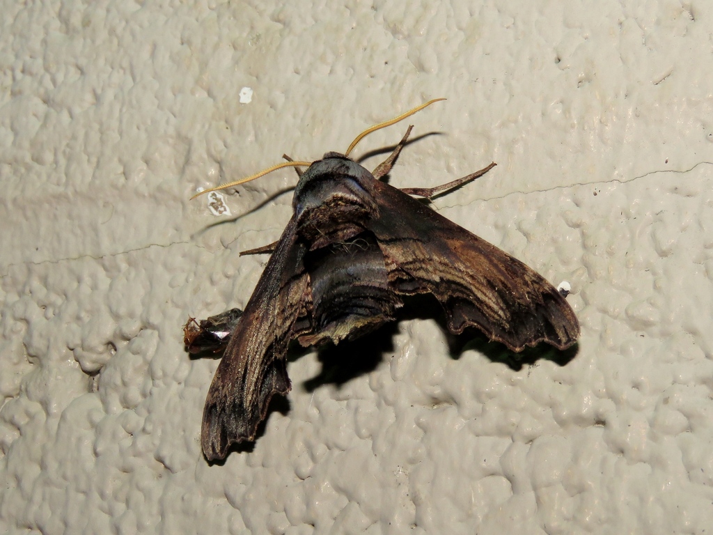 Abbott's Sphinx in June 2018 by Josh Emm · iNaturalist