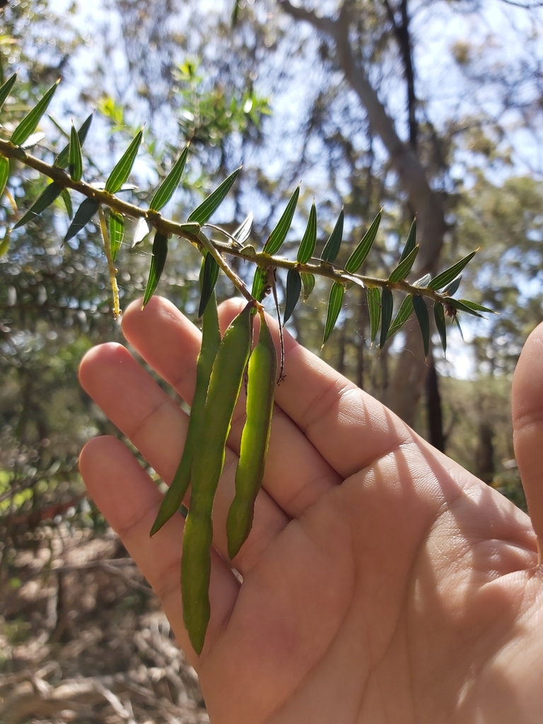 Spike Wattle from Mount Colah NSW 2079, Australia on October 28, 2022 ...