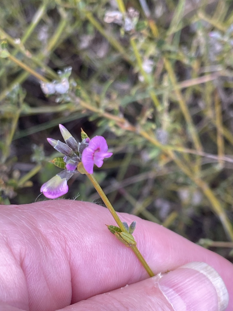 Mirbelia rubiifolia from Kedumba Valley Rd, Wentworth Falls, NSW, AU on ...