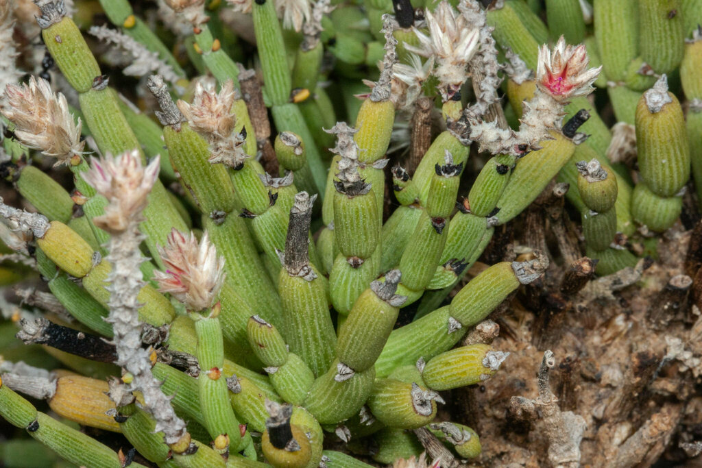 Pencil bush from Skeleton Coast, Namibia on April 8, 2011 at 01:17 PM ...