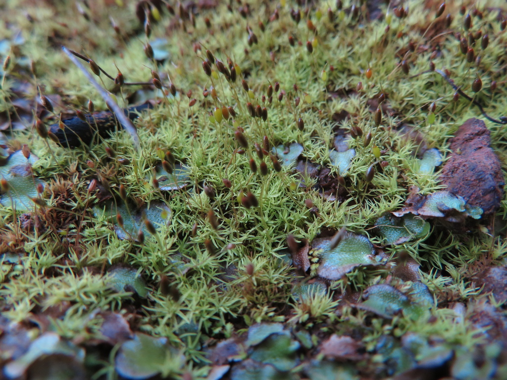 Green-tufted Stubble Moss from Chambers Gully, Cleland SA 5152 ...