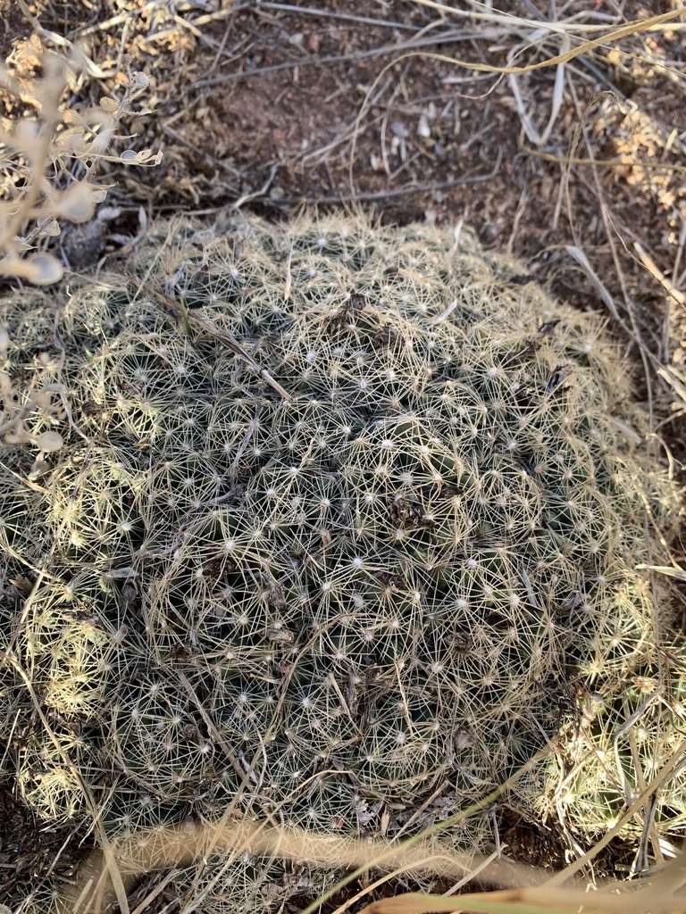 Missouri Foxtail Cactus in October 2022 by sof97 · iNaturalist