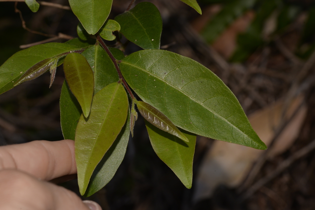 umbrella cheese tree from Woolgoolga NSW 2456, Australia on October 30 ...