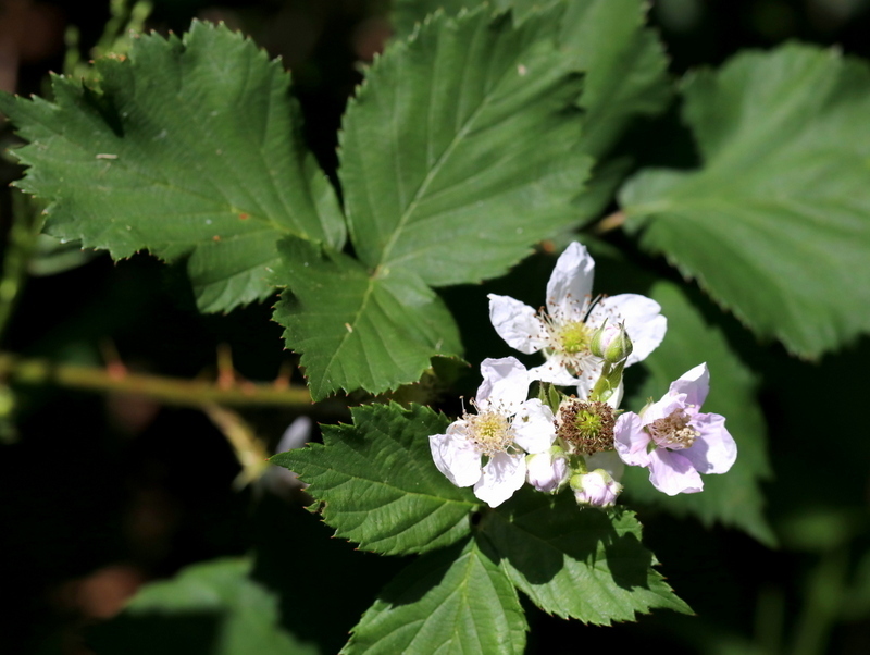 European blackberry from Houwhoek Farm Stall, Overberg District ...