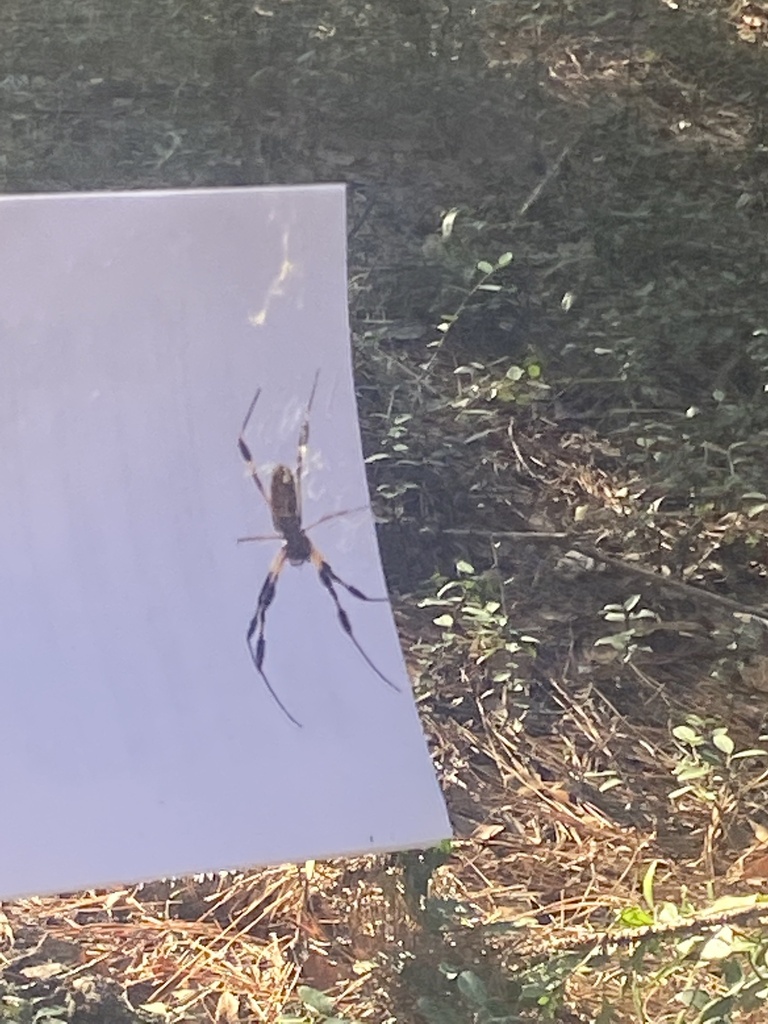 Golden Silk Spider from Rural West Ashley, Hollywood, SC, US on ...