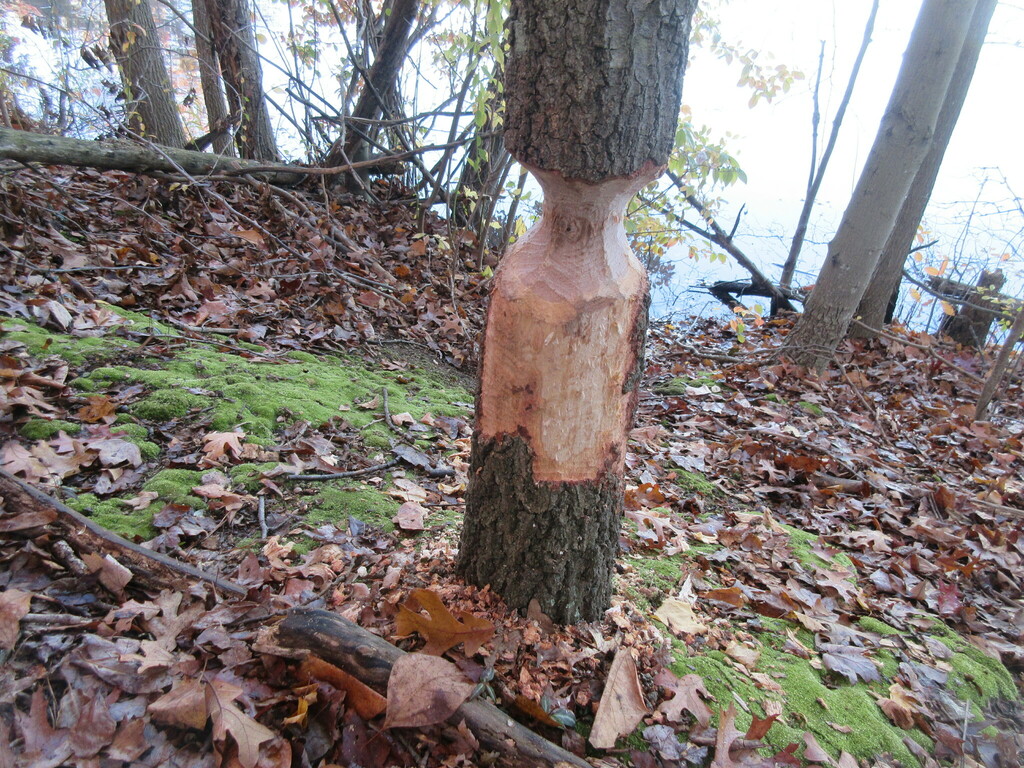 American Beaver from East Brunswick, NJ, USA on November 03, 2022 at 08 ...