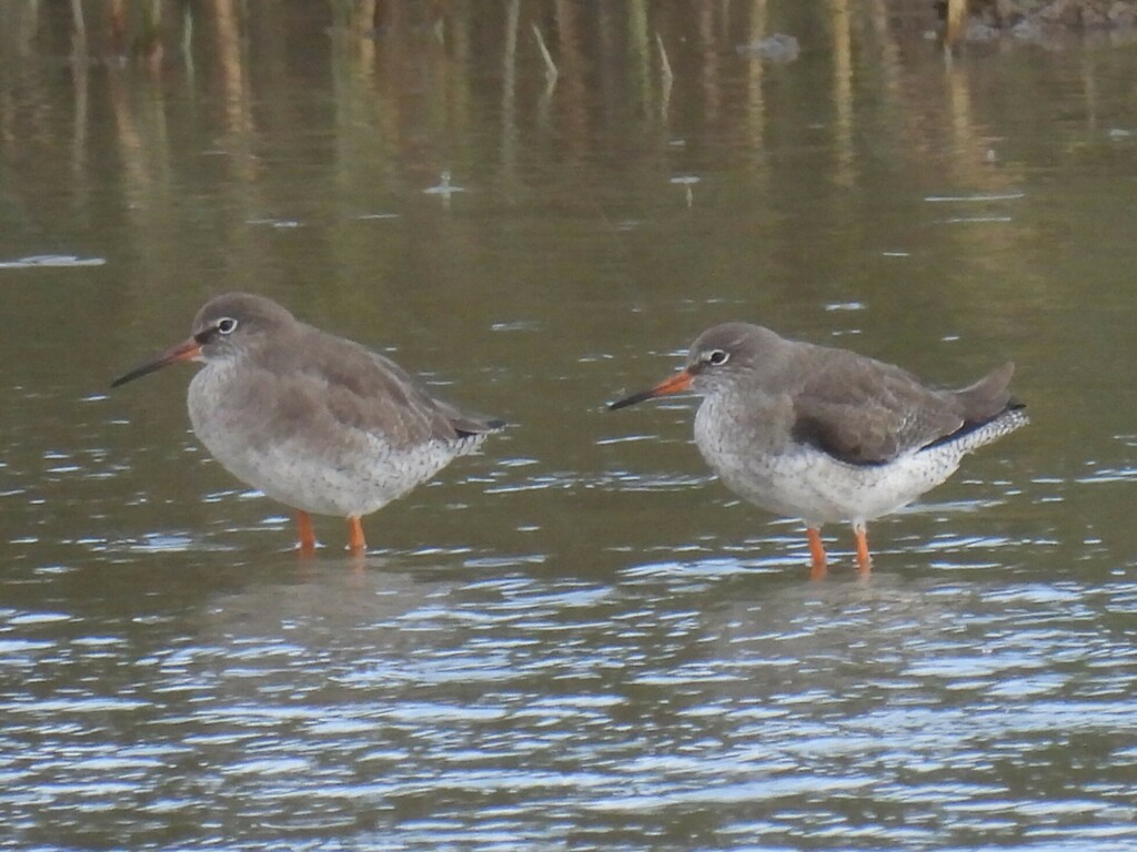 Common Redshank from Newport, UK on November 03, 2022 at 11:34 AM by ...