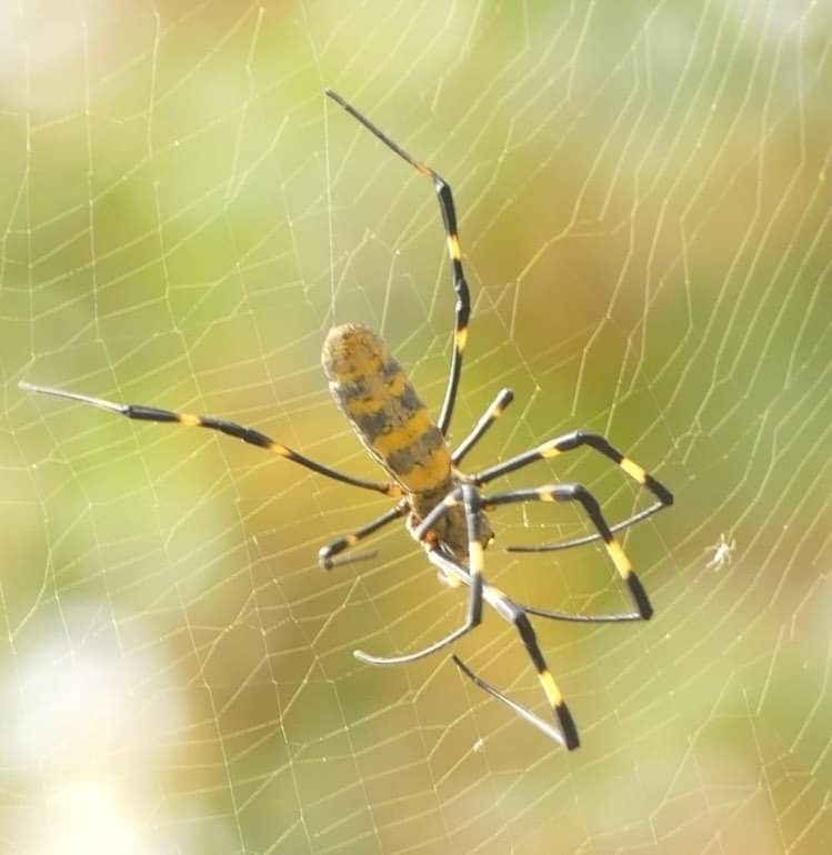 Joro Spider from Roswell, Géorgie, États-Unis on November 2, 2022 at 11 ...