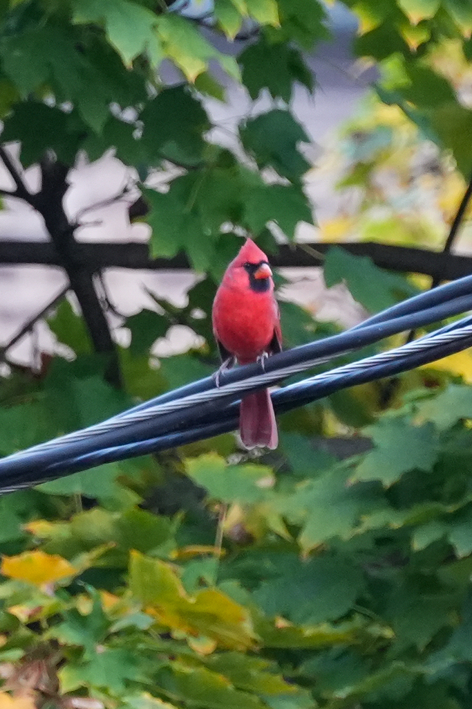 Northern Cardinal from East Hyde Park, Chicago, IL, USA on November 03 ...