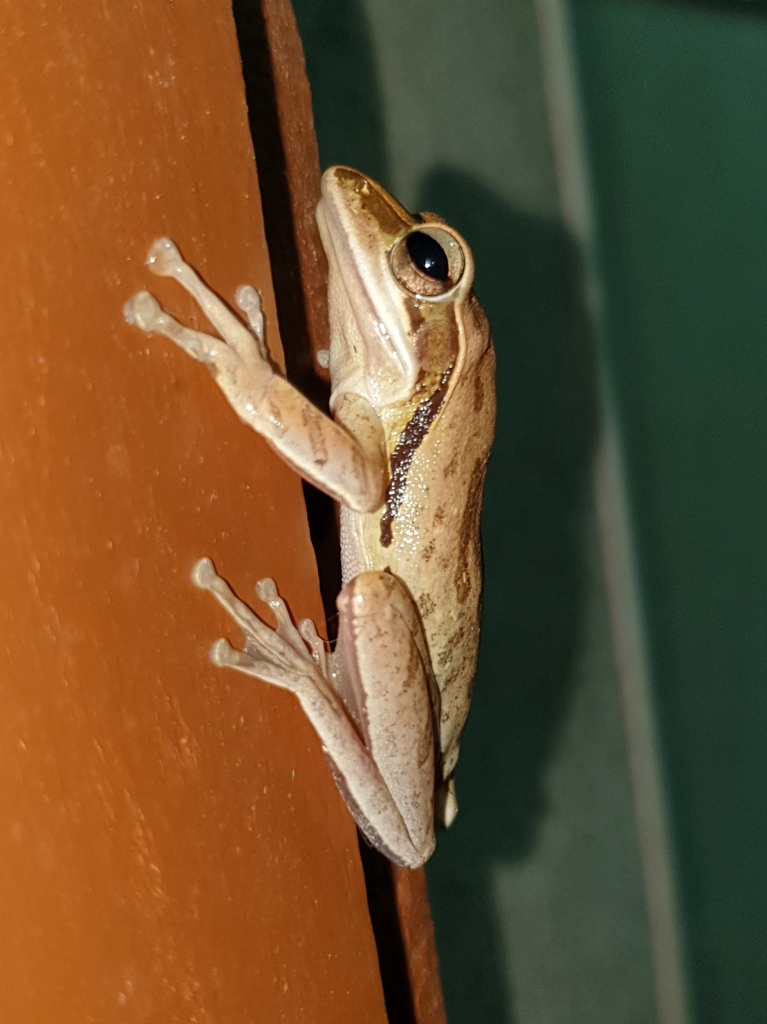 Chunam Tree Frog from Kokuvil South East, Sri Lanka on October 31, 2022 ...
