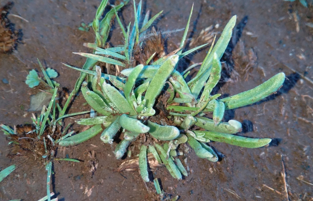 Greater Sea-spurry from Merafong City Local Municipality, South Africa ...