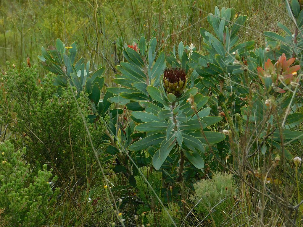 Wagon Tree from Greyton Maermanskloof Trail, 7233, South Africa on ...