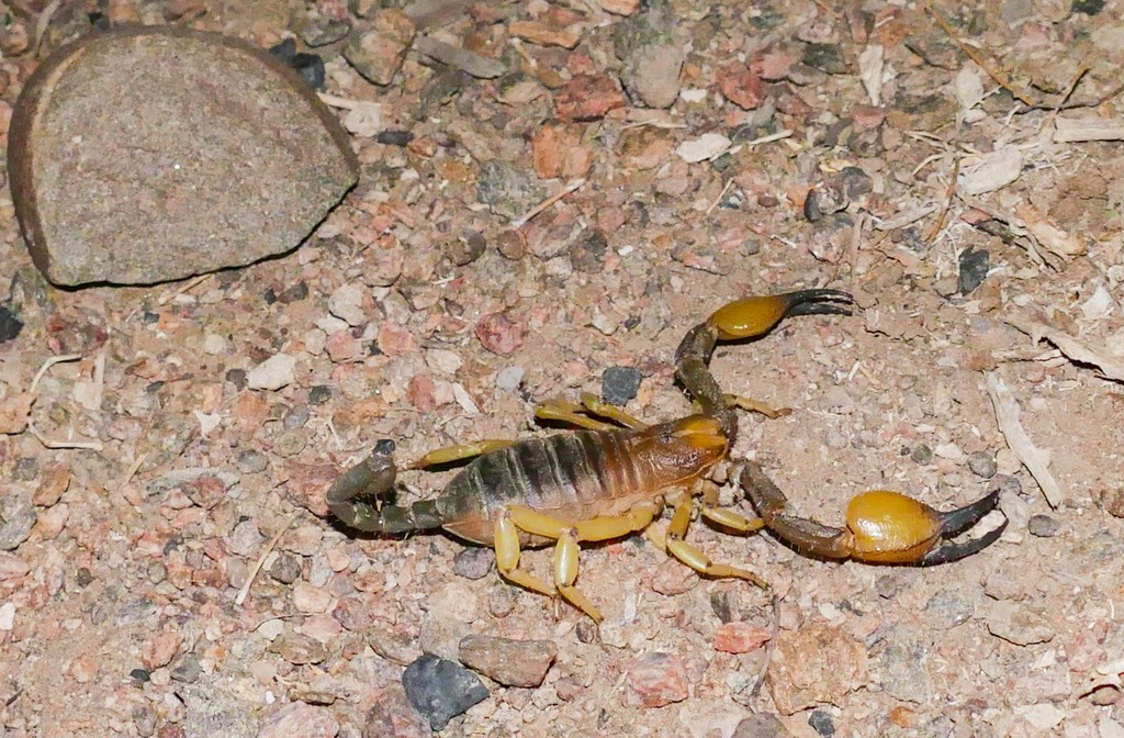 Opistophthalmus brevicauda from Marienfluss Kunene Kaokoveld NA on ...