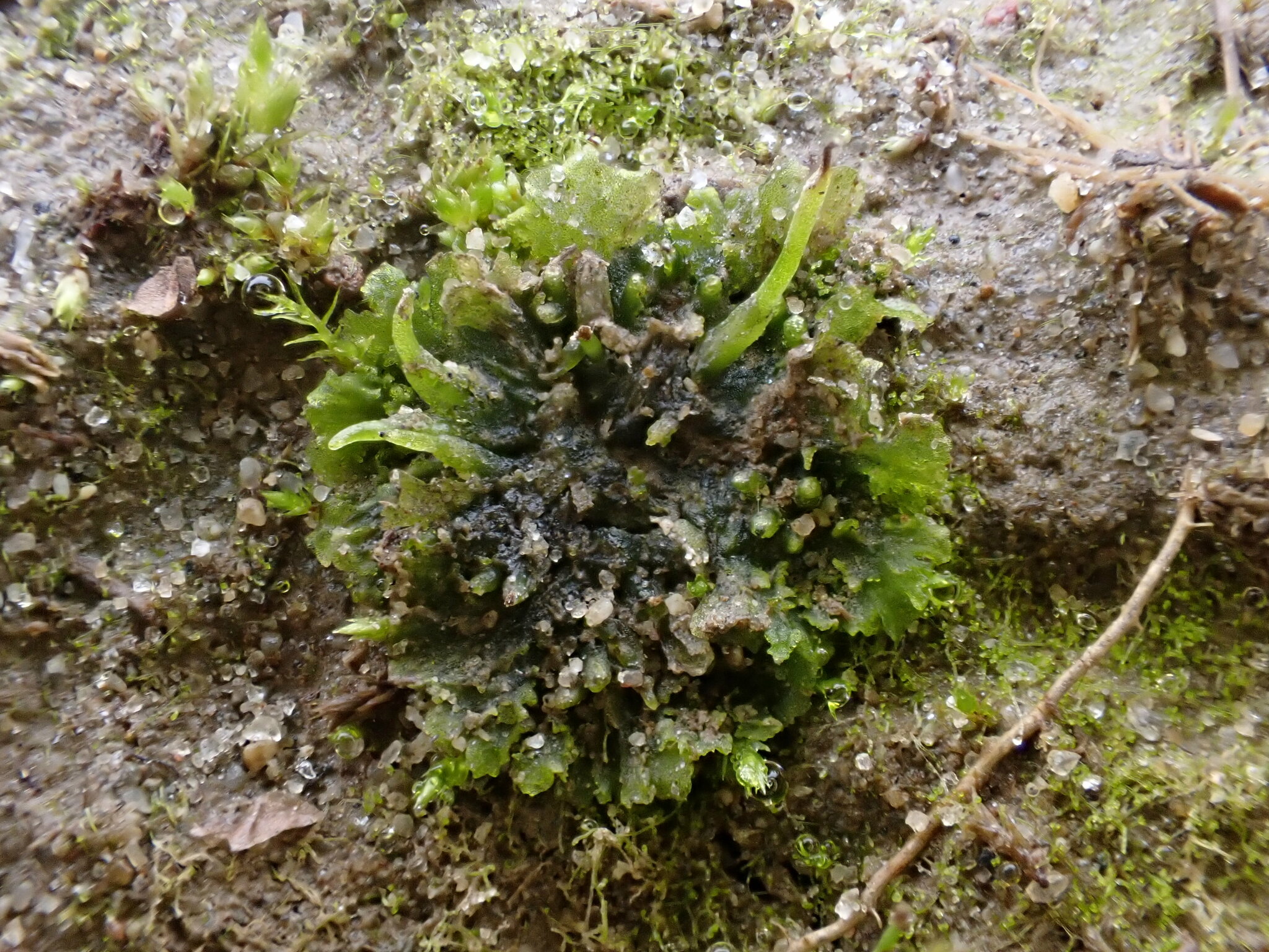 Anthoceros agrestis Paton