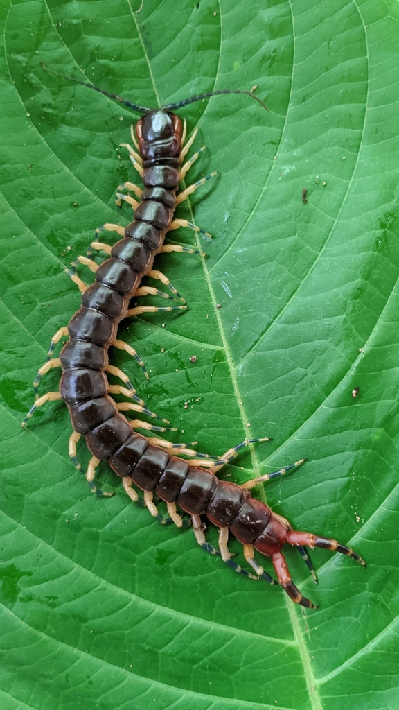 Amazonian Tricolor Centipede from Riachão - MA, 65990-000, Brasil on ...