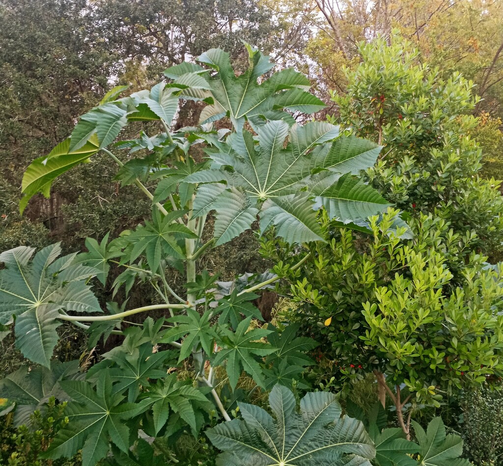 castor bean from Wesley Chapel, FL, USA on October 27, 2022 at 07:00 PM ...