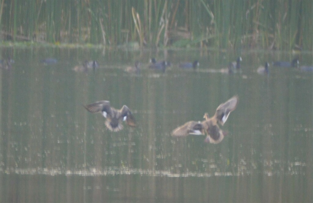 Gadwall from Kurth Lake area Texas, US on November 03, 2022 by tnewman ...