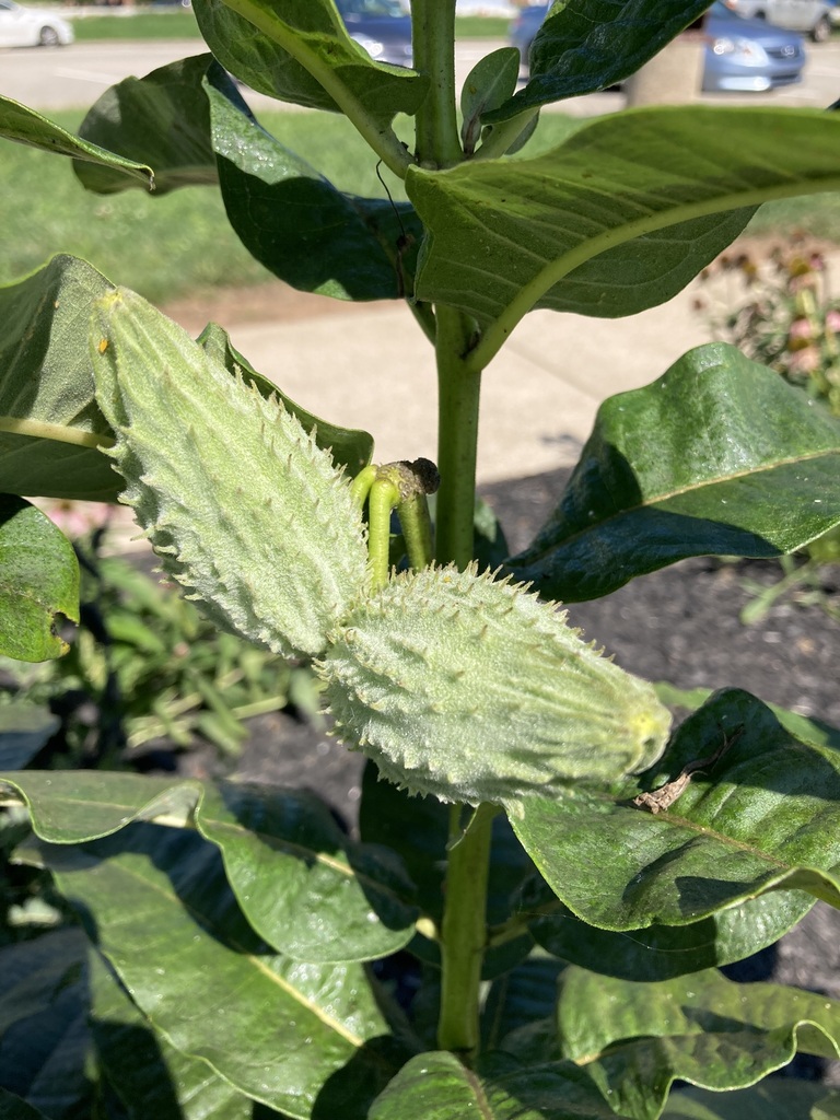 common milkweed from Hart County, KY, USA on August 13, 2022 at 04:25 ...